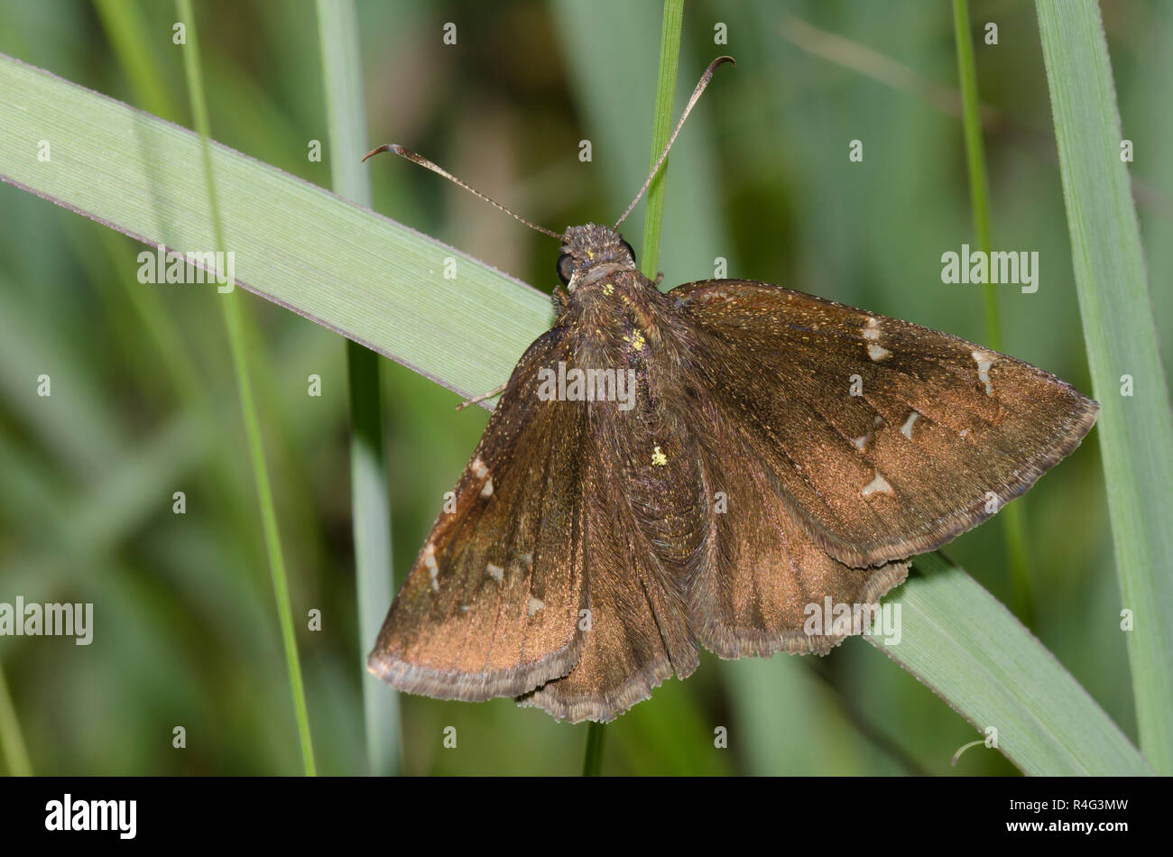 Northern Cloudywing, Cecropterus pylades, female Stock Photo - Alamy