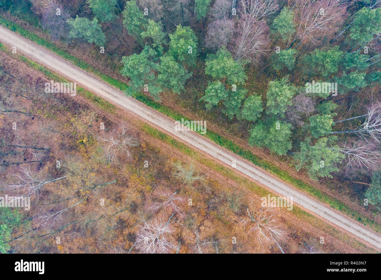Road among trees from hi-res stock photography and images - Alamy
