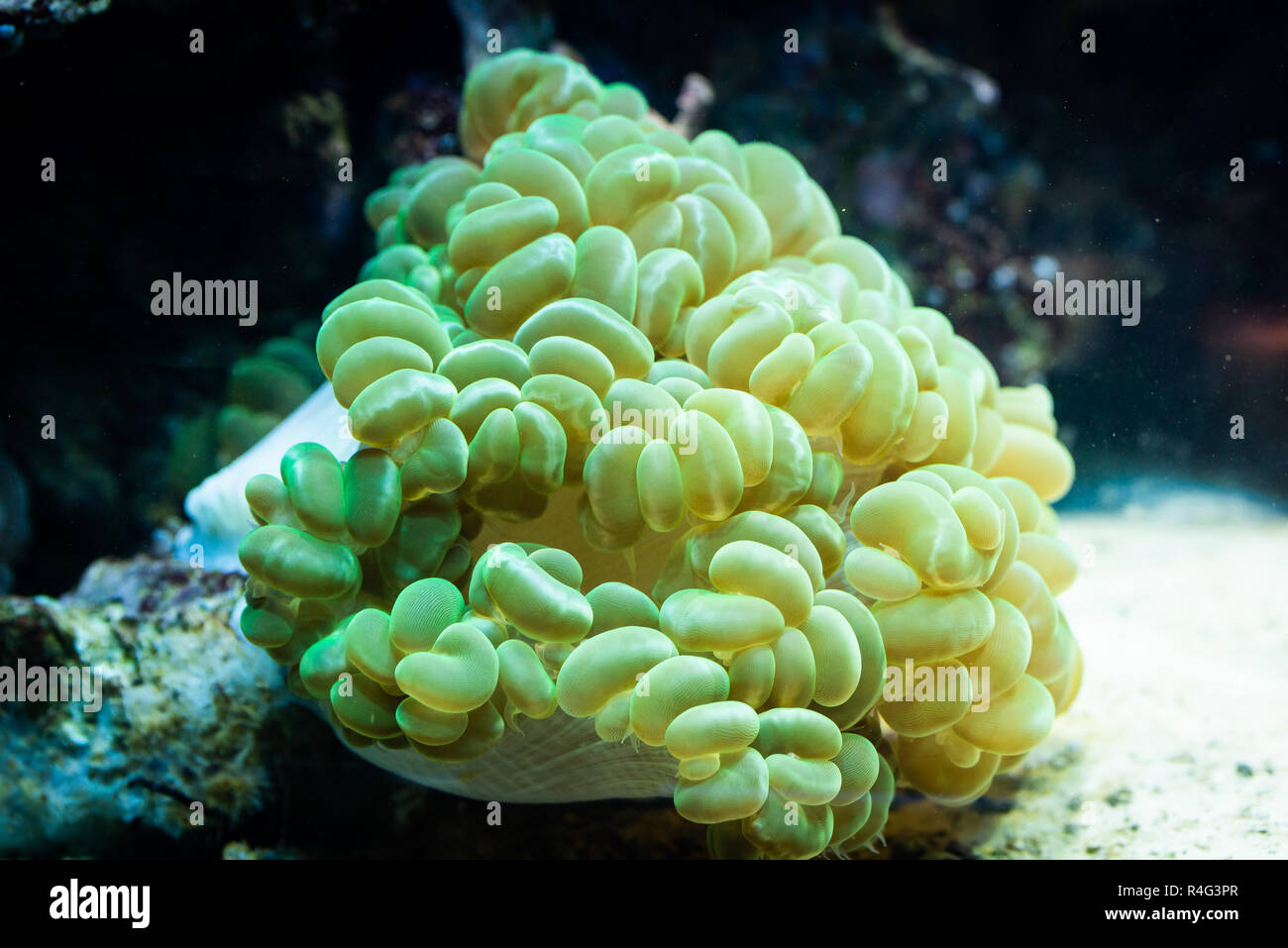 Euphyllia paraancora - coral LPS Stock Photo - Alamy