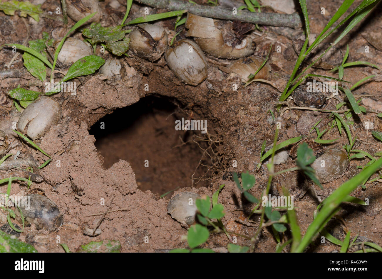 Plains Pocket Gopher, Geomys bursarius, burrow entrance Stock Photo - Alamy
