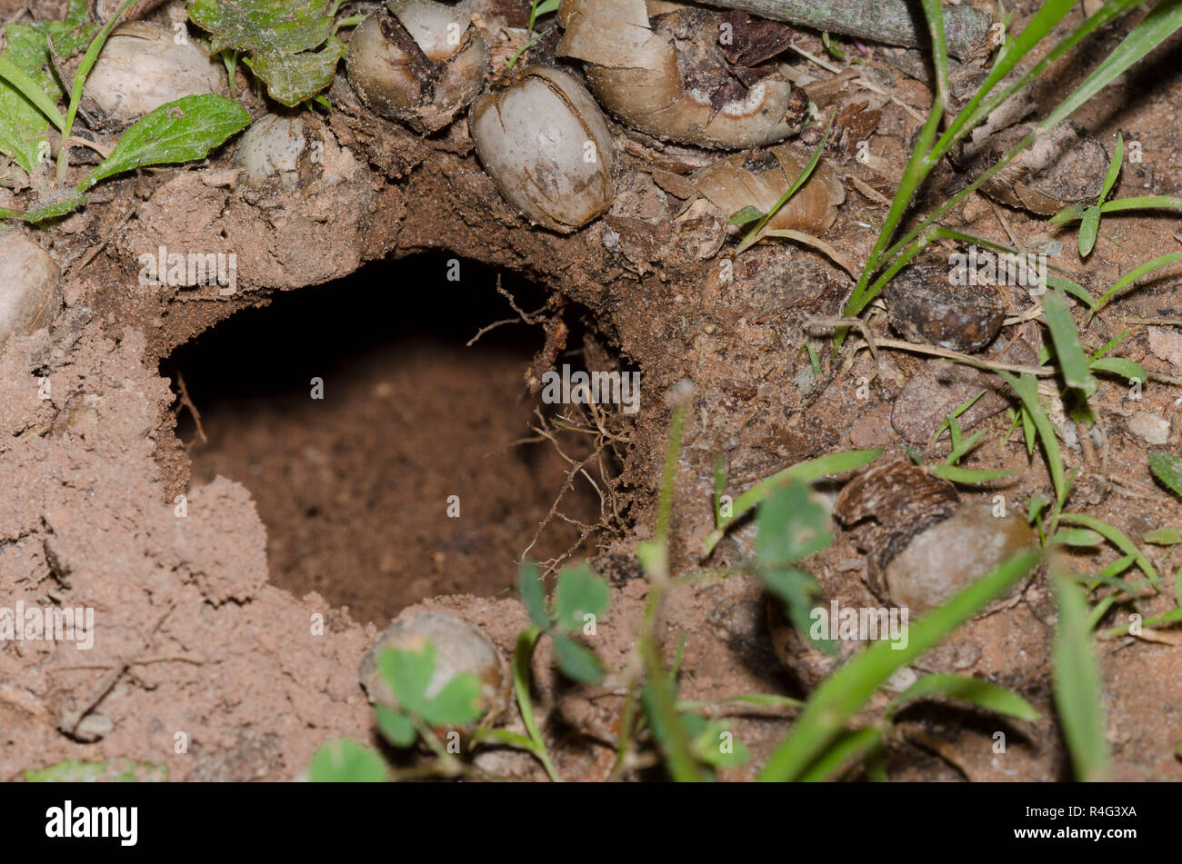 Plains pocket gopher hi-res stock photography and images - Alamy