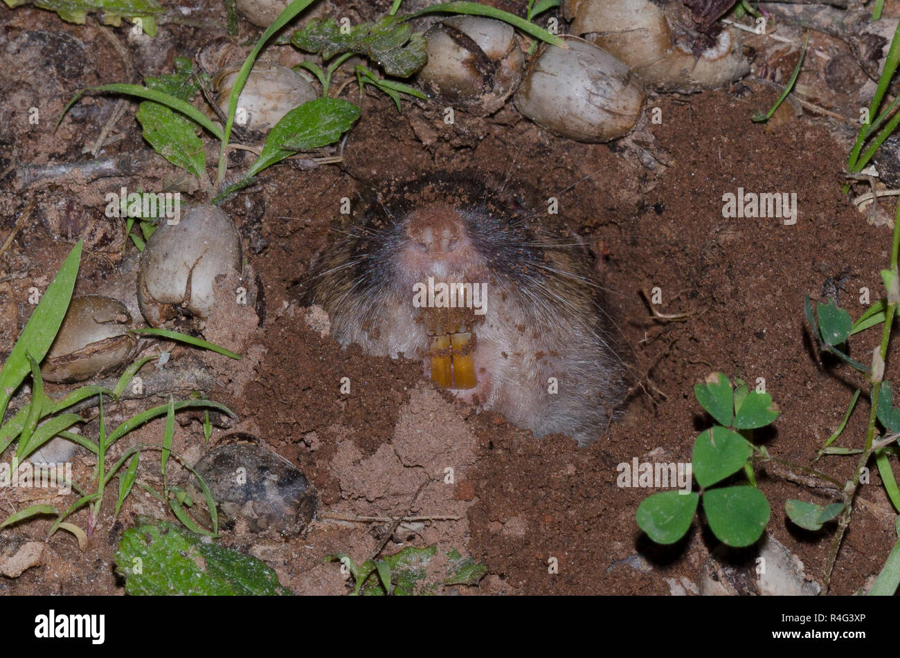 Plains Pocket Gopher, Geomys bursarius, searching for acorns Stock ...