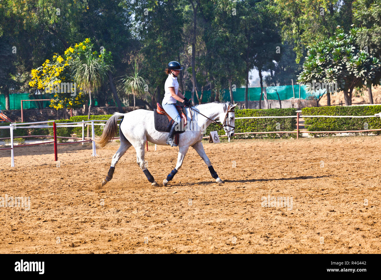 female rider trains the horse in the riding course Stock Photo - Alamy