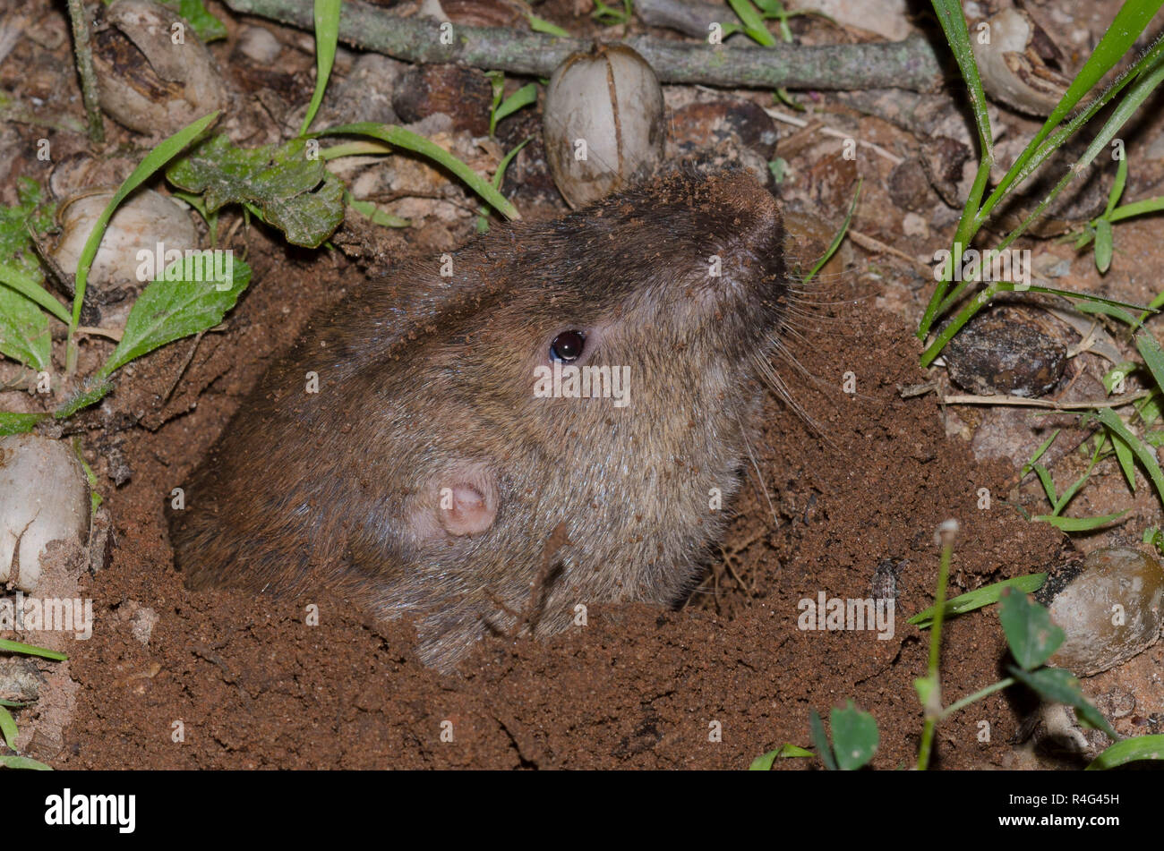 Plains Pocket Gopher, Geomys bursarius, searching for acorns Stock ...