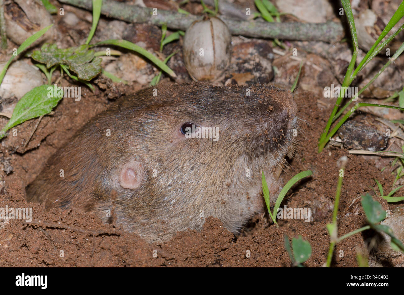 Plains Pocket Gopher, Geomys bursarius, searching for acorns Stock ...