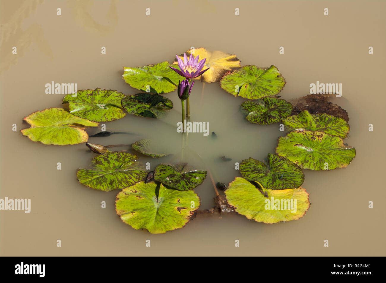 Lotus pool , lotus pond ; Lotus flower planting in rice Stock Photo - Alamy