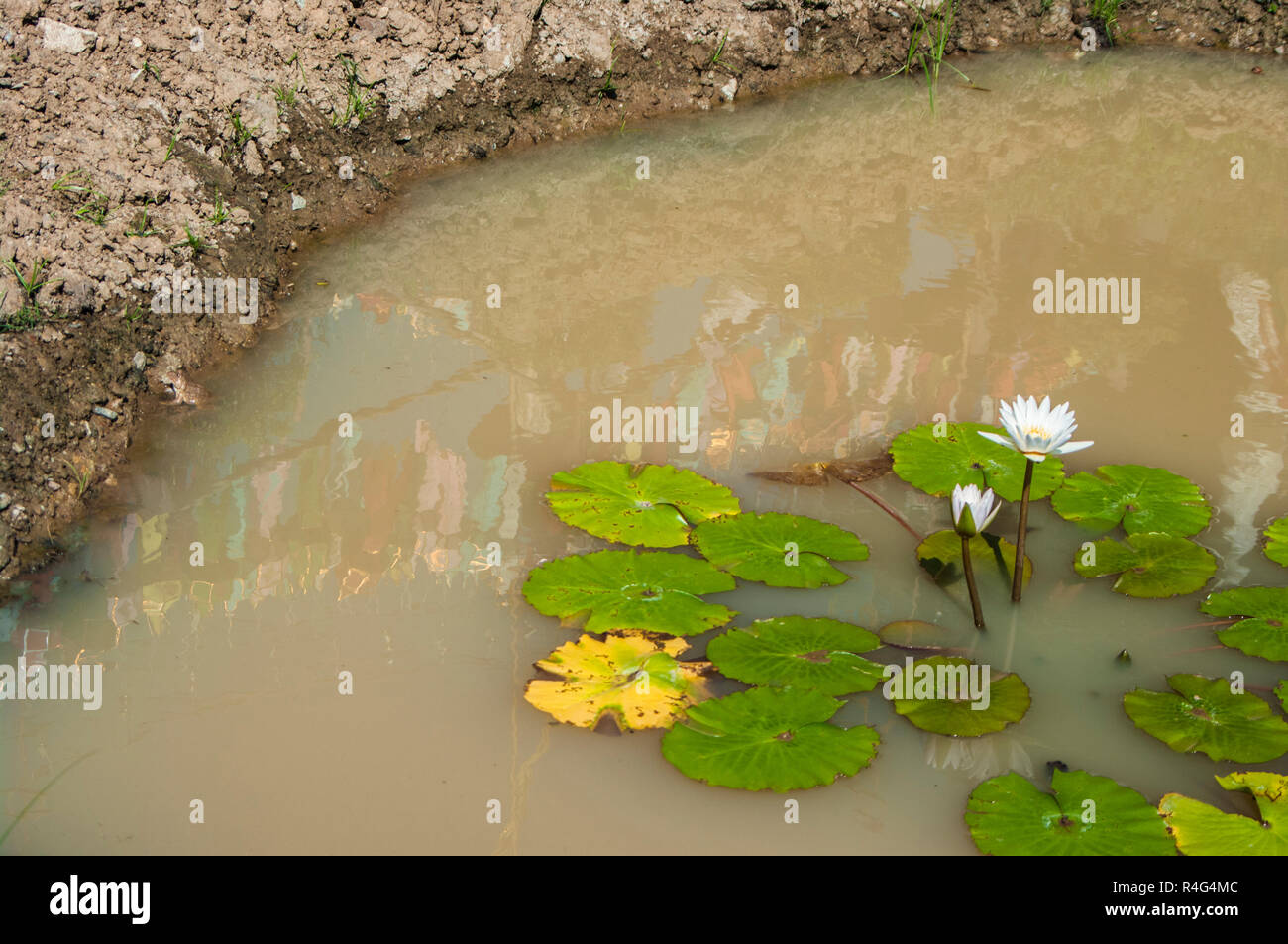 Lotus pool , lotus pond ; Lotus flower planting in rice Stock Photo - Alamy