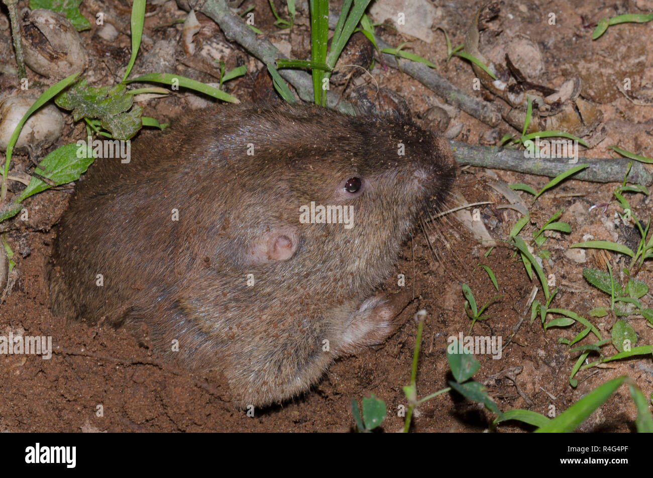 Plains pocket gopher hi-res stock photography and images - Alamy