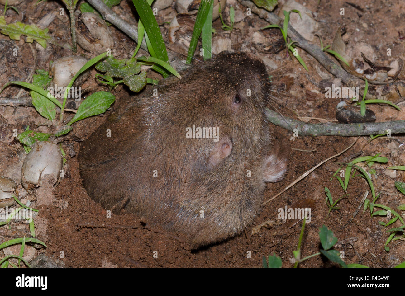 Plains Pocket Gopher, Geomys bursarius, searching for acorns Stock ...