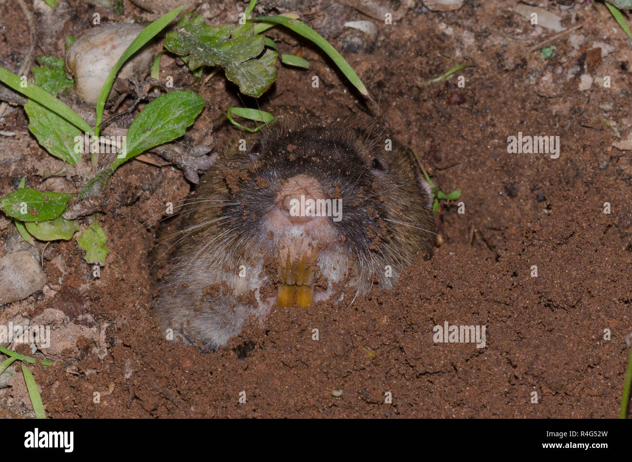 Geomys bursarius hi-res stock photography and images - Alamy