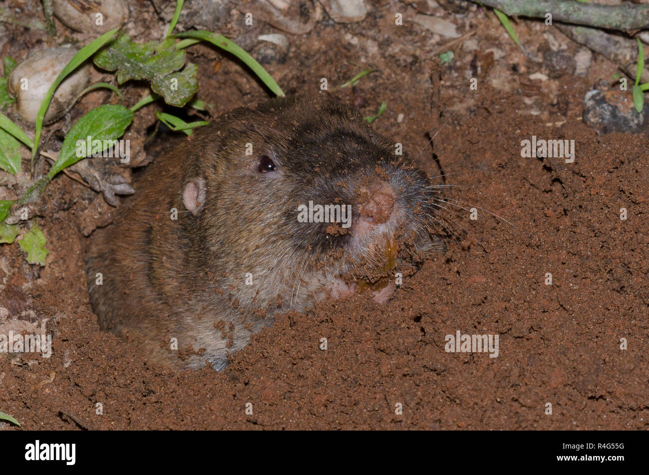 Plains Pocket Gopher, Geomys bursarius, searching for acorns Stock ...