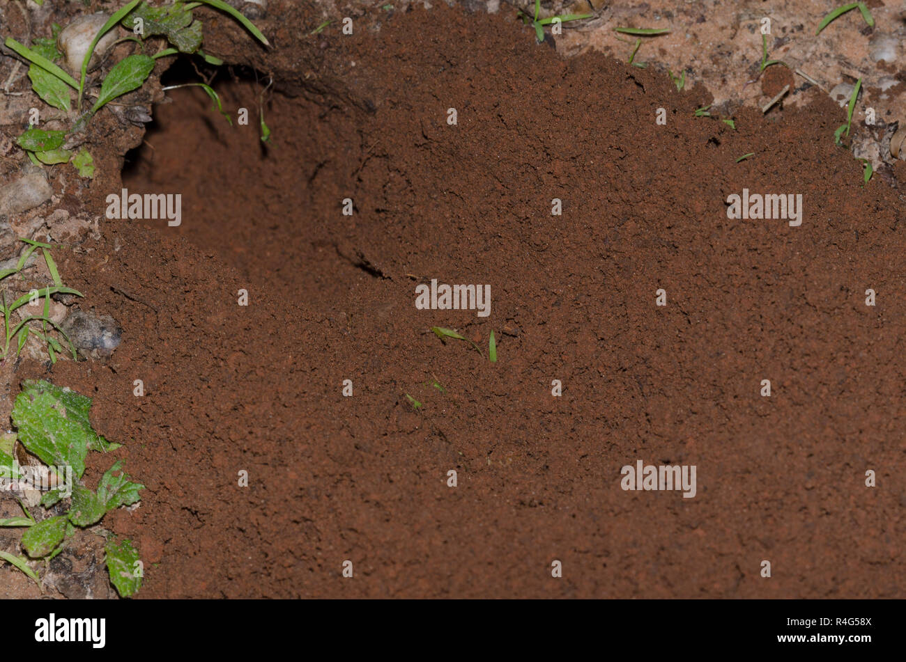 Plains Pocket Gopher, Geomys bursarius, forming mound from underneath ...