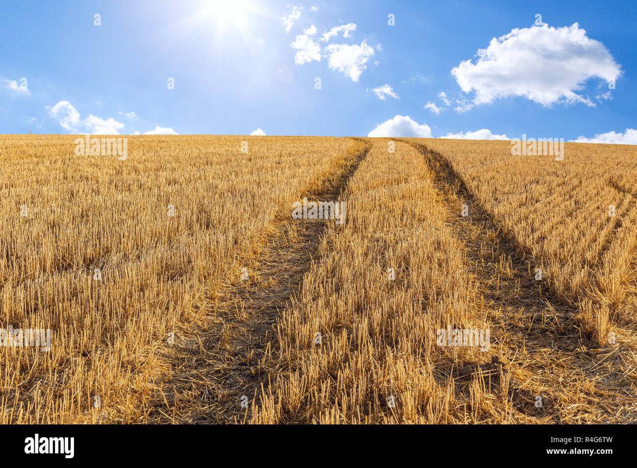 Big yellow field after harvesting Stock Photo - Alamy