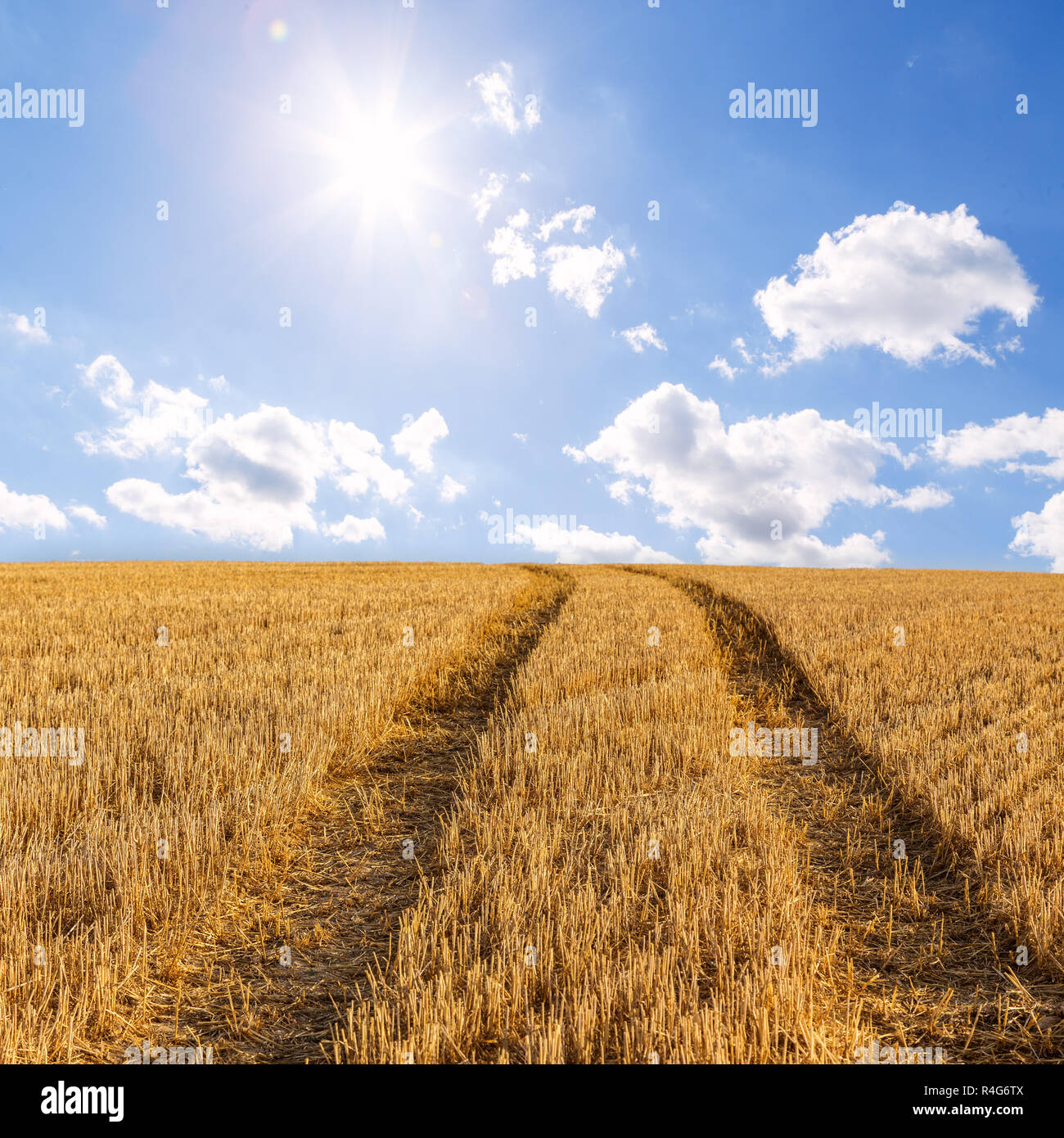 Big yellow field after harvesting Stock Photo - Alamy