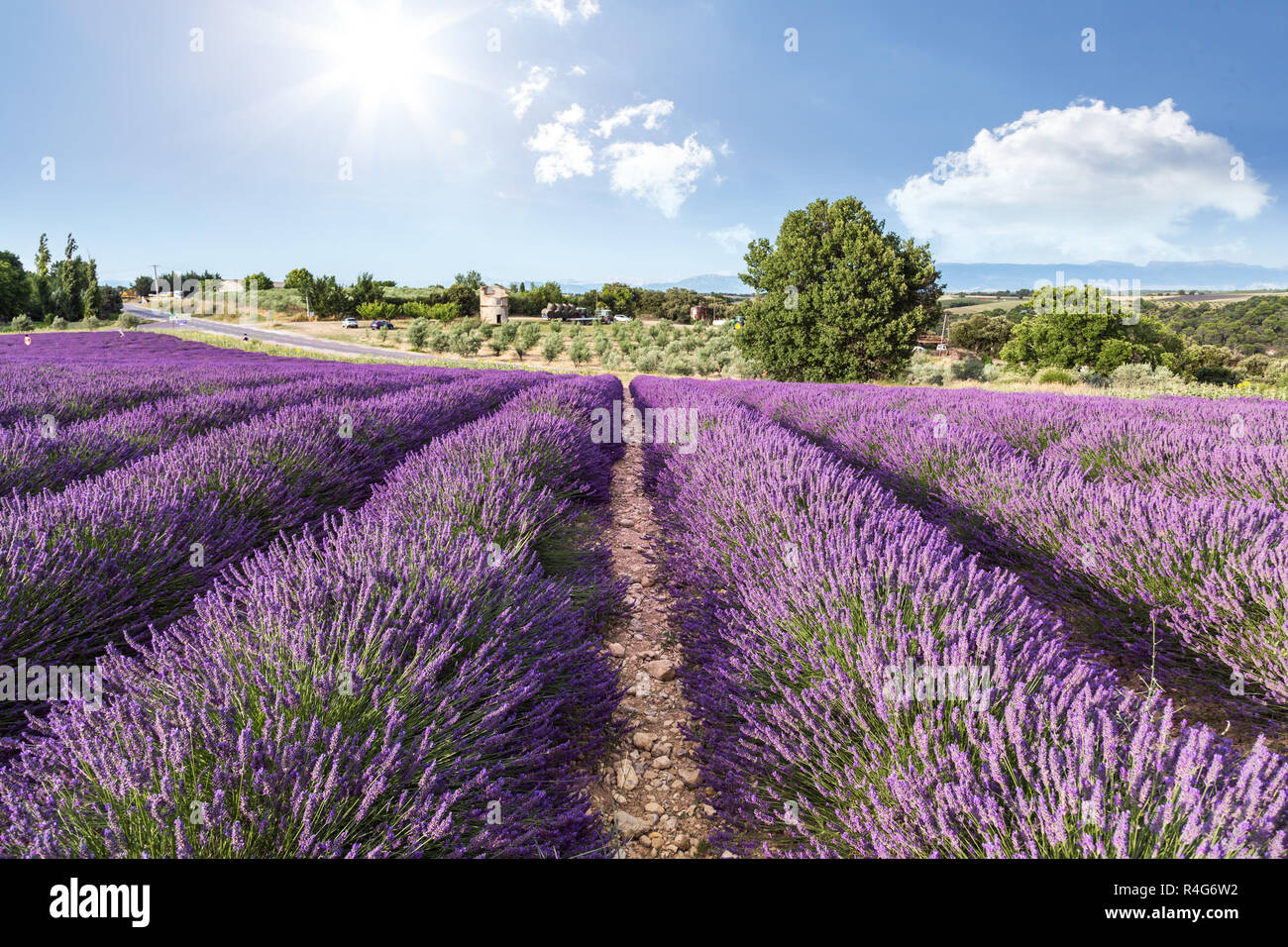 Lavender field summer sunset landscape near Valensole Stock Photo - Alamy