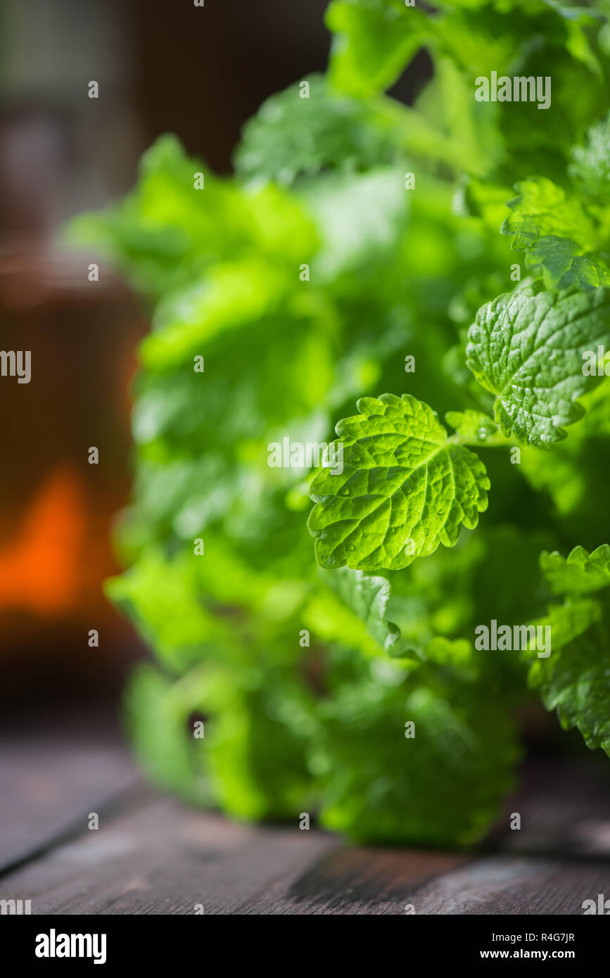 Green fresh melissa Stock Photo - Alamy