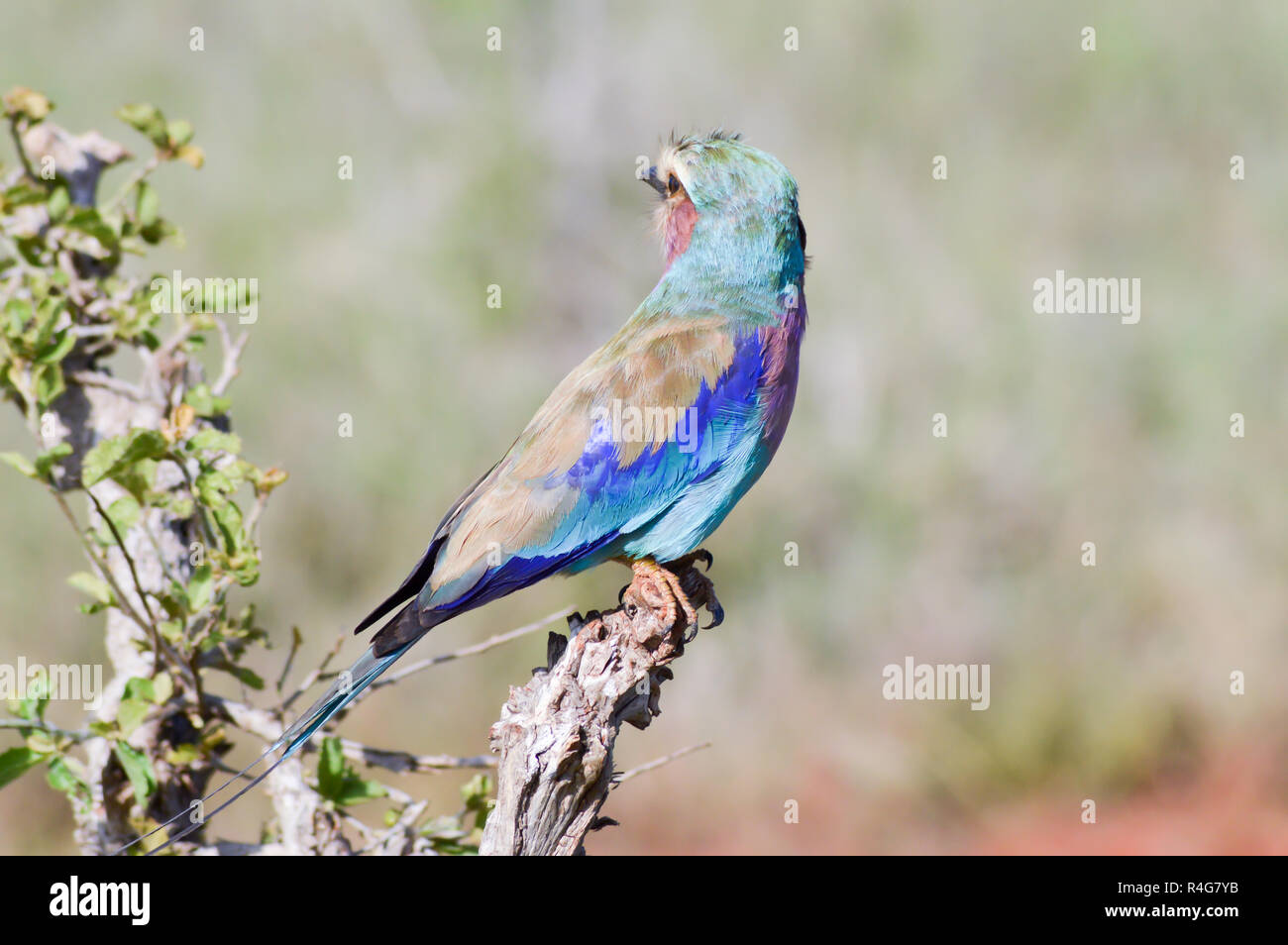 African water roller hi-res stock photography and images - Alamy