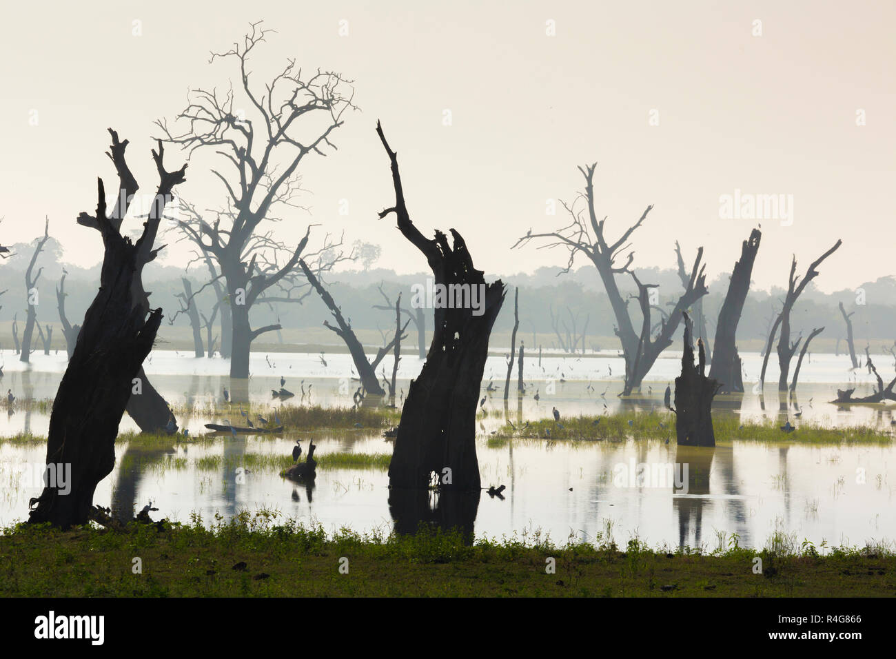 Wild landscape at morning time. Udawalawe National Park in Sri Lanka ...
