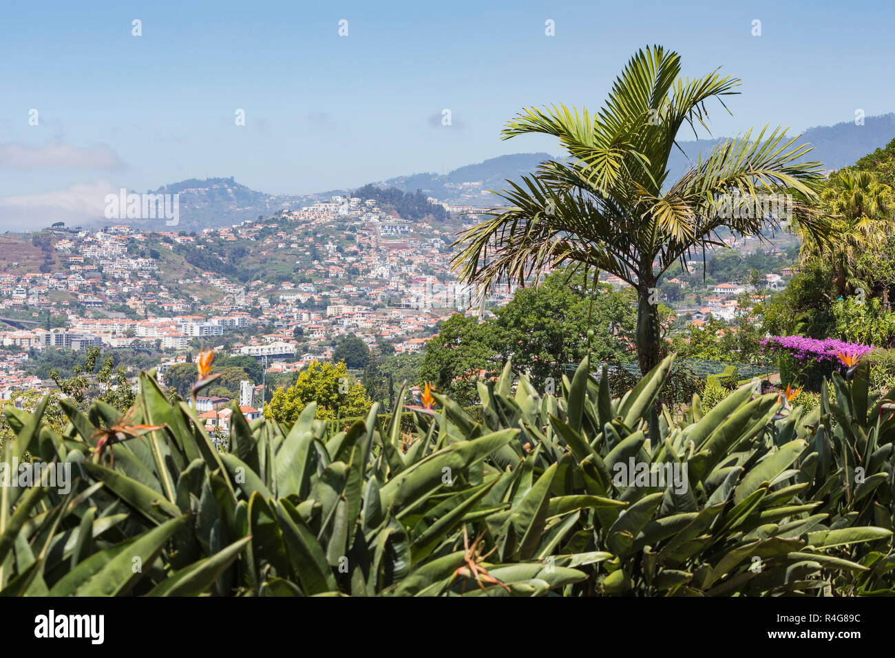 Madeira town houses of Funchal - capital of Madeira, Portugal Stock ...