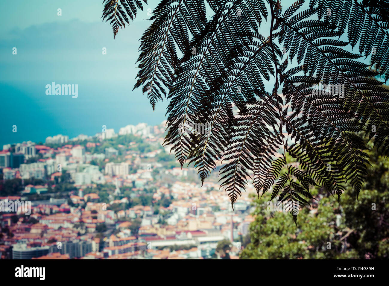 The capital of Madeira Island - Funchal city Stock Photo - Alamy