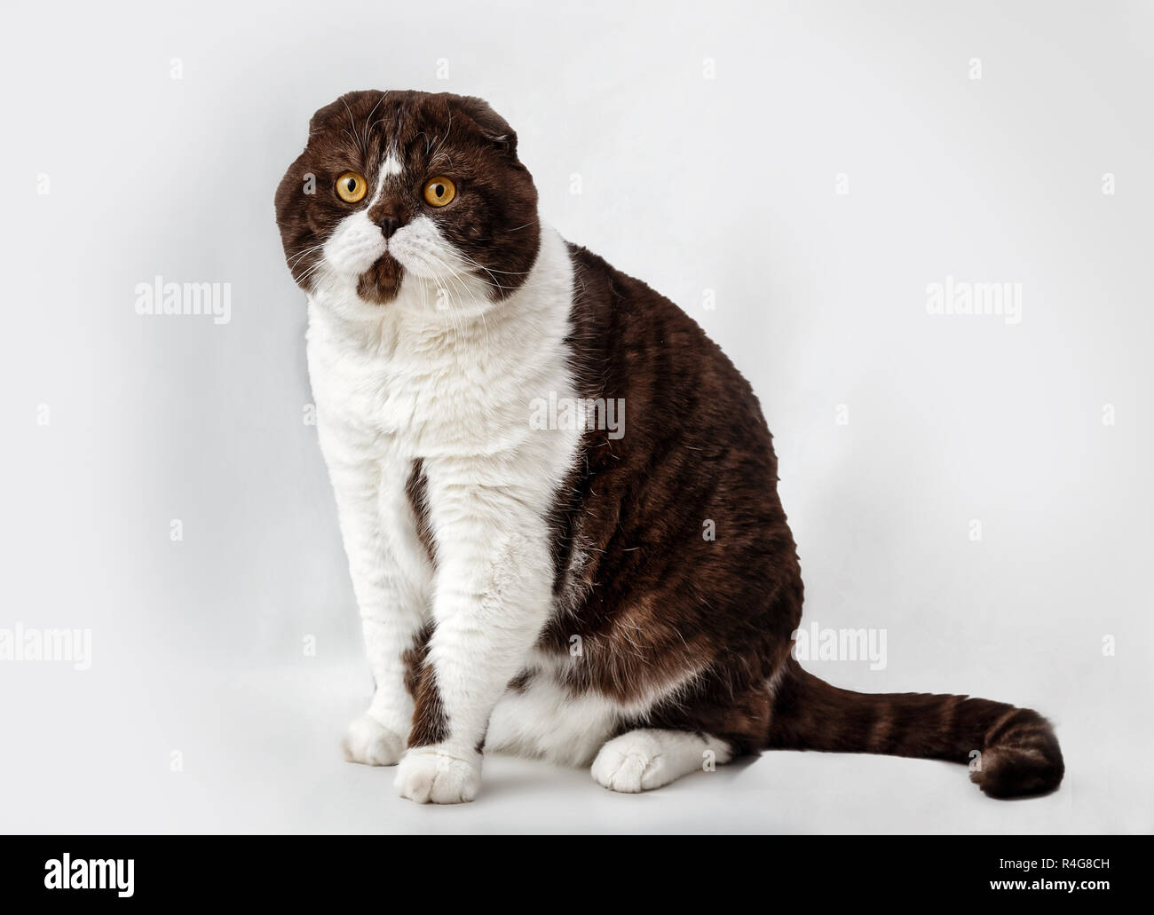 cat breed scottish fold Stock Photo - Alamy