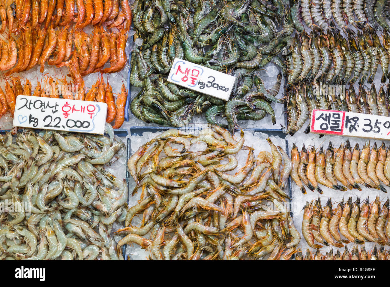 Types of fish hi-res stock photography and images - Alamy