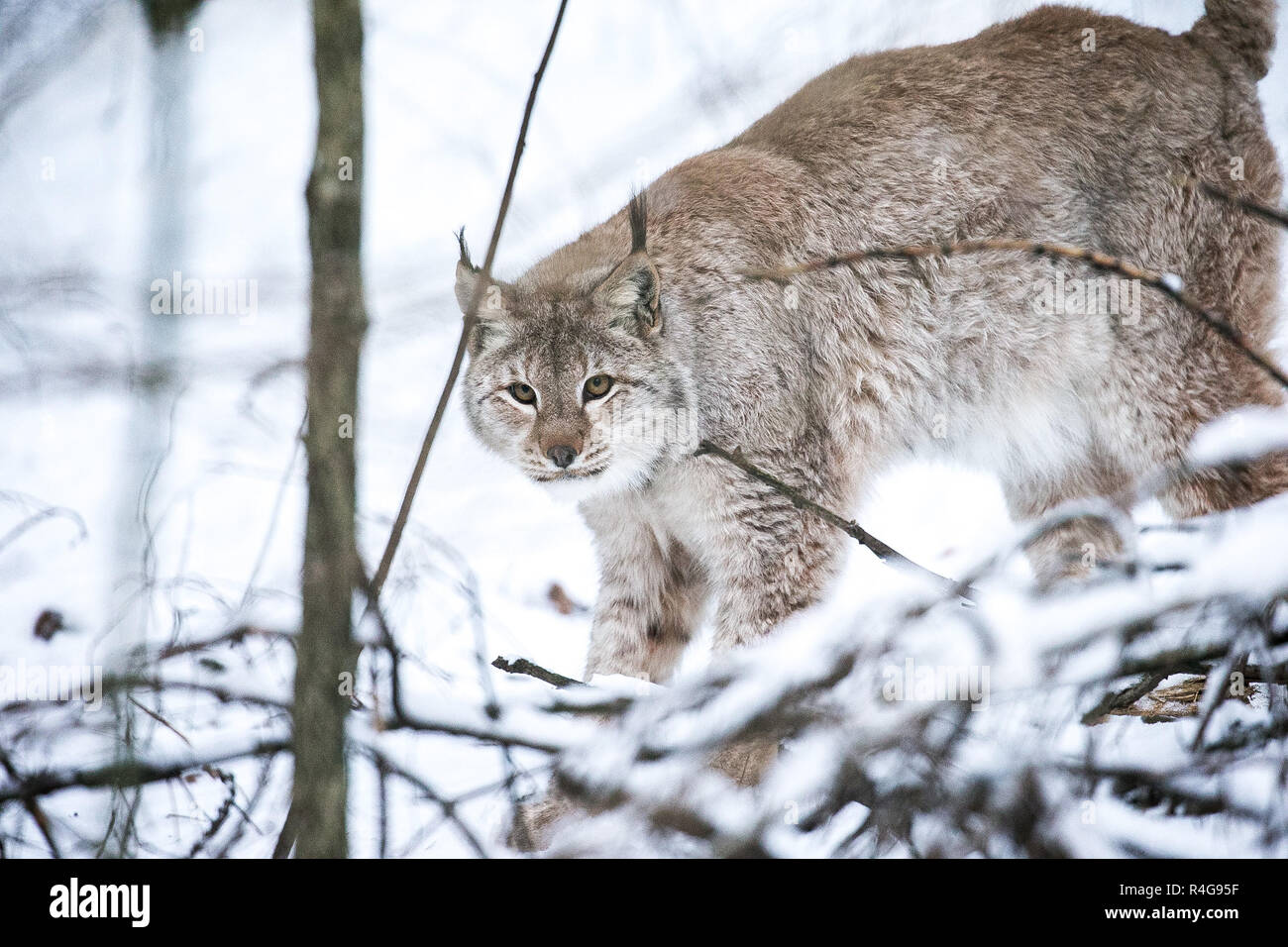 Beautiful wild lynx in winter hi-res stock photography and images - Alamy