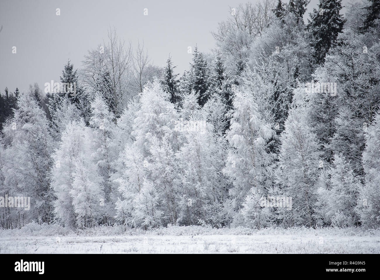 Frost of edge of wood hi-res stock photography and images - Alamy