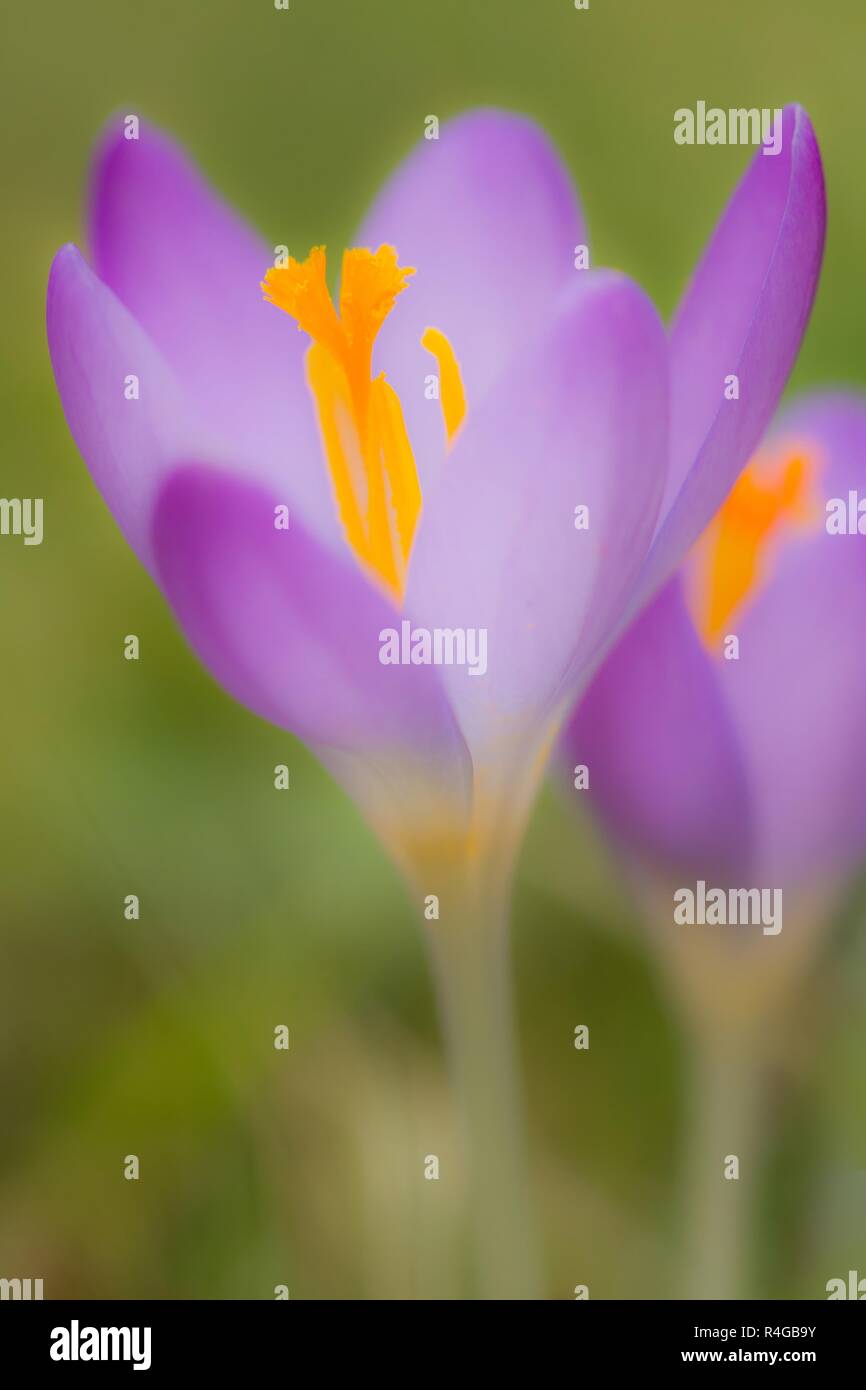 Crocus hybride hi-res stock photography and images - Alamy