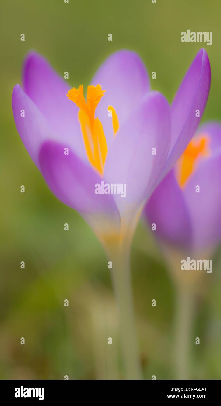 Crocus hybride hi-res stock photography and images - Alamy
