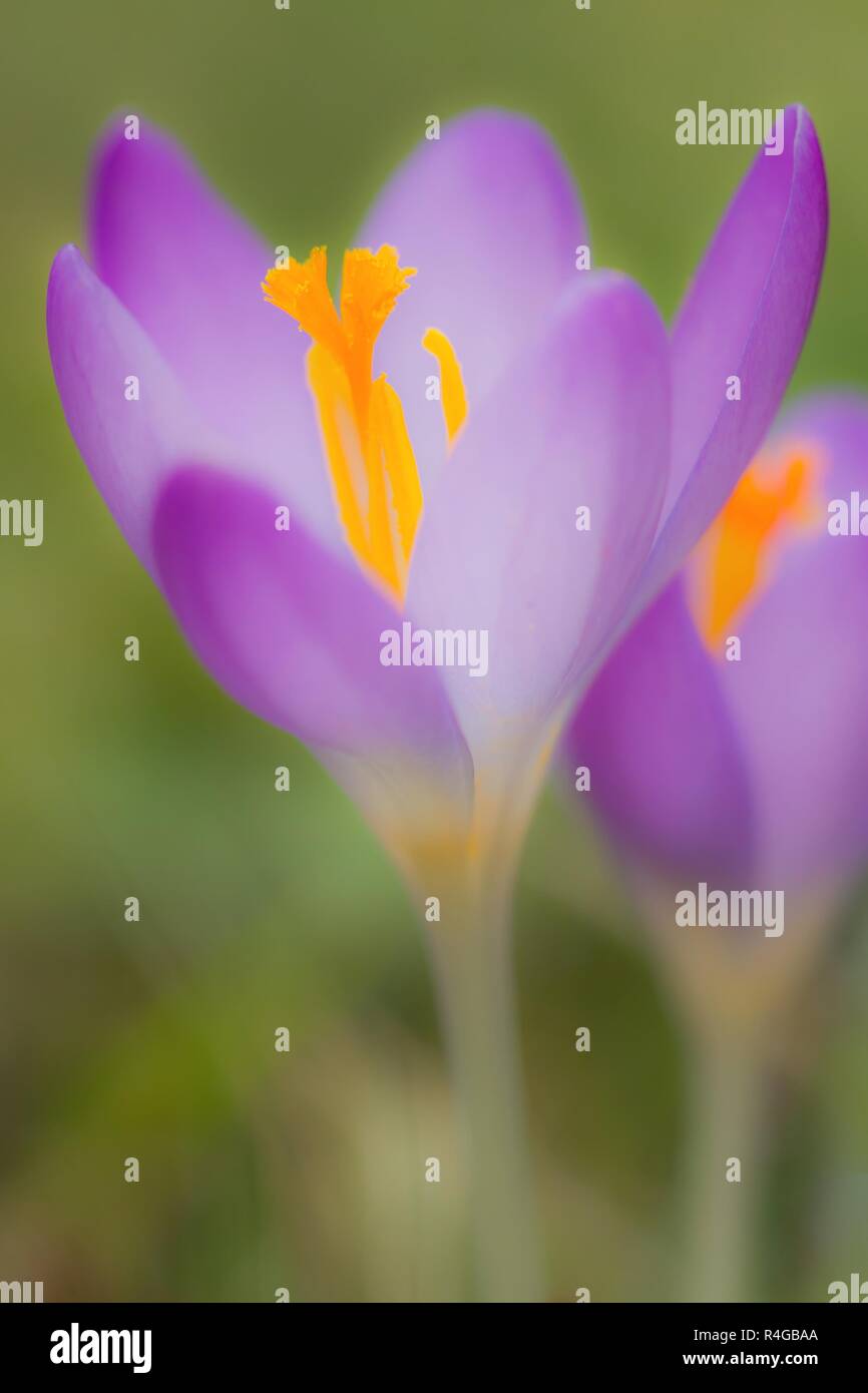 Crocus hybride hi-res stock photography and images - Alamy