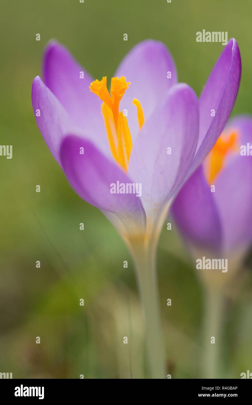Crocus Hybride High Resolution Stock Photography and Images - Alamy