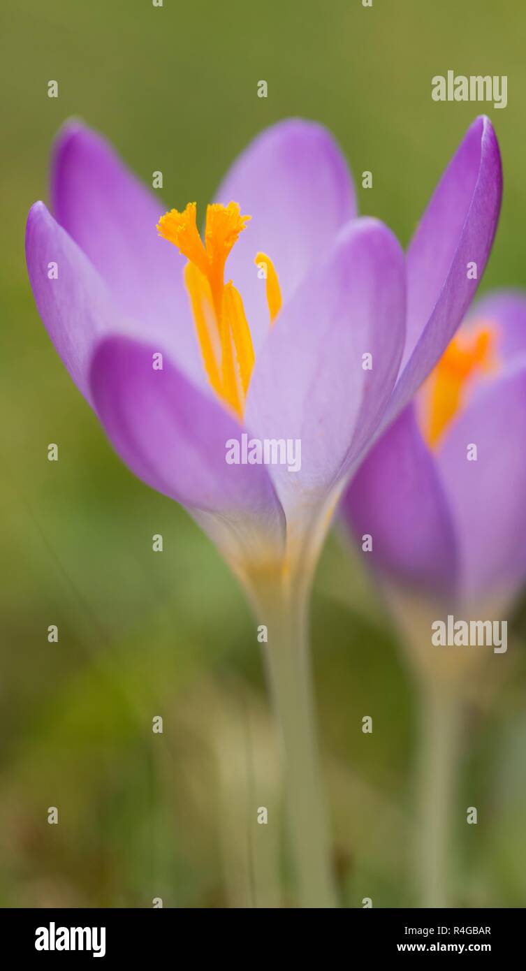 Crocus hybride hi-res stock photography and images - Alamy