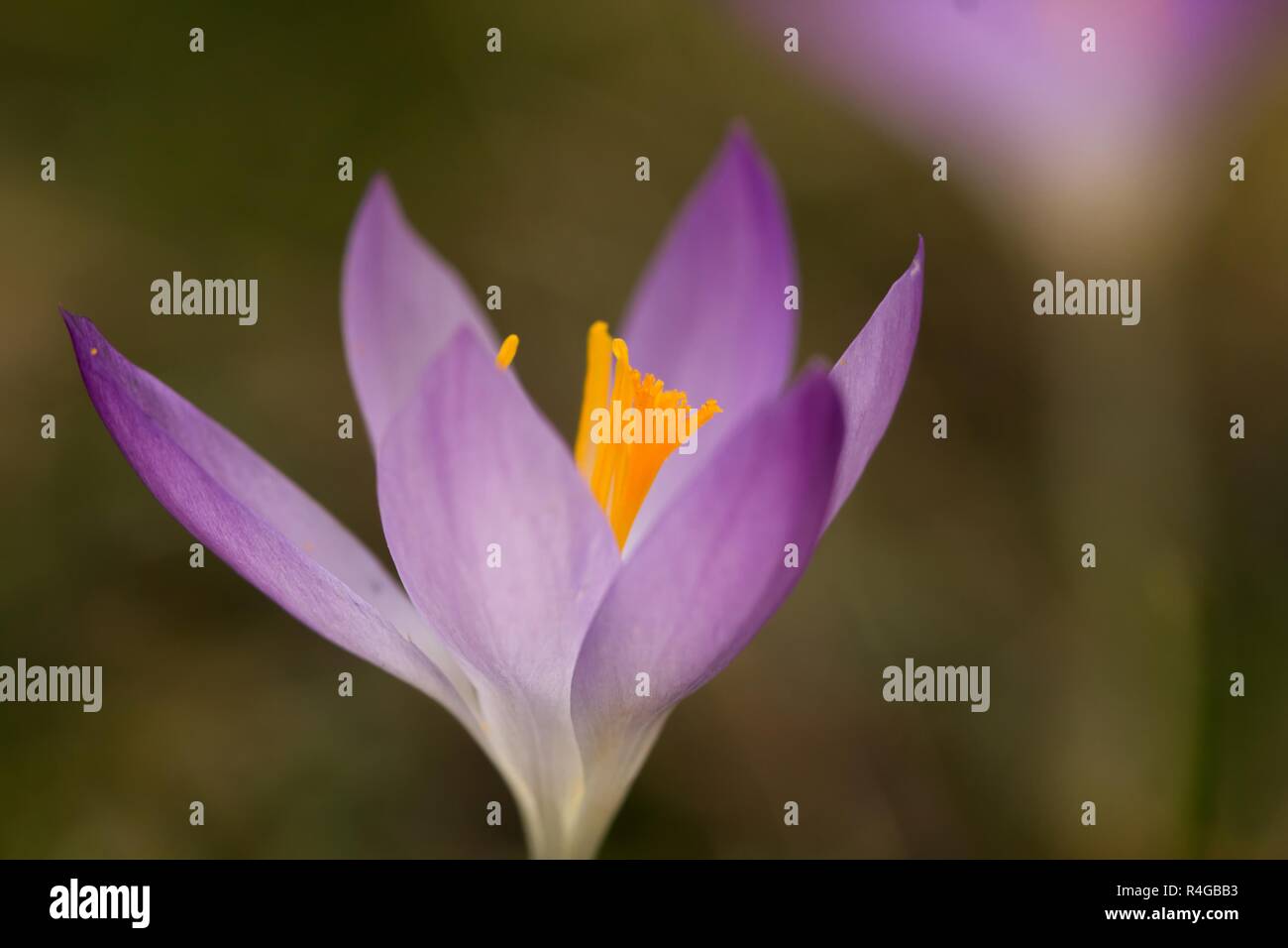 Crocus Hybride High Resolution Stock Photography and Images - Alamy