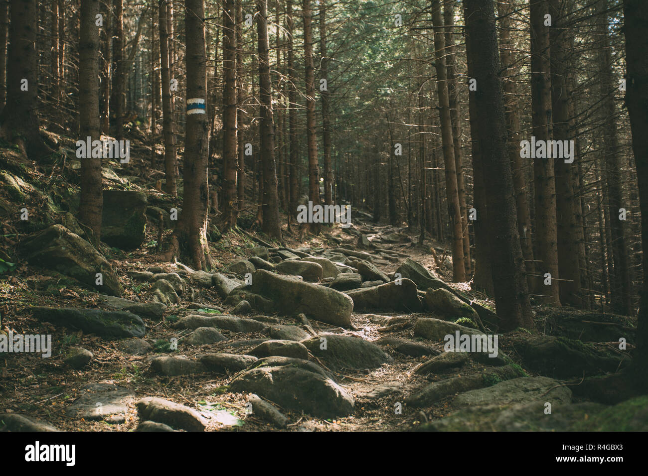 stone path in old forest Stock Photo - Alamy