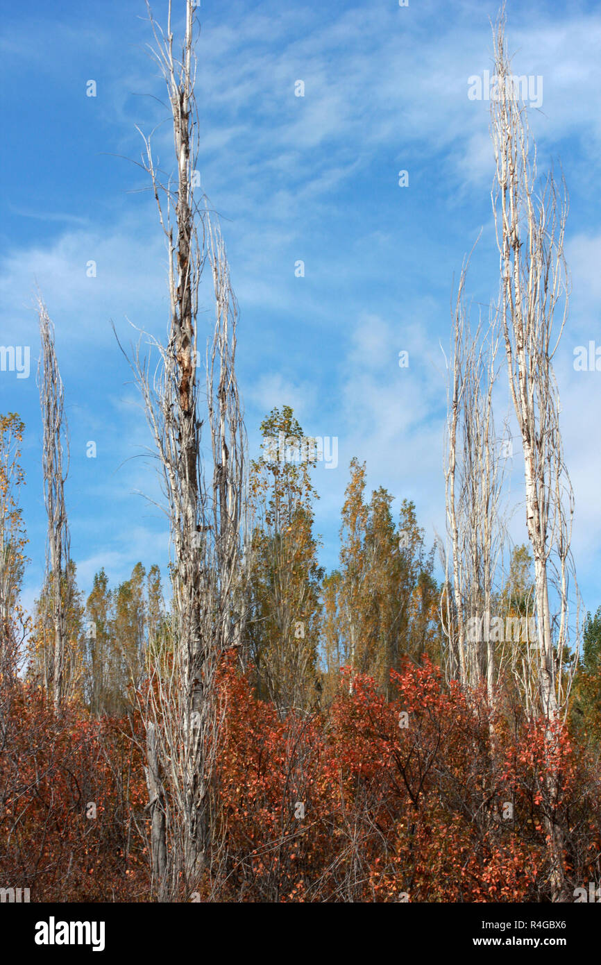 Poplar Trees in Fall Stock Photo - Alamy