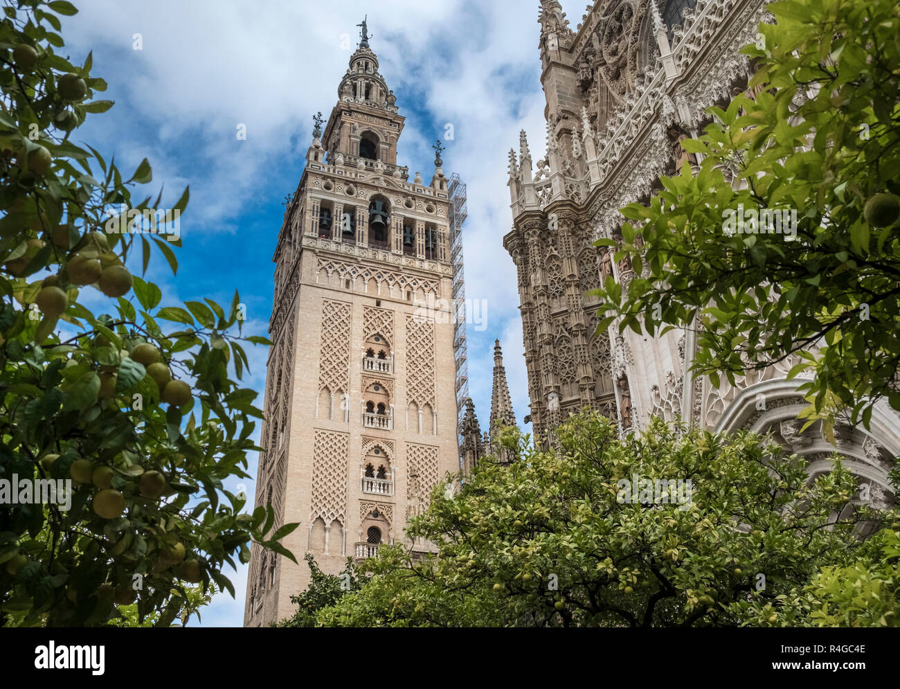 View of Giralda bell tower, seen from the courtyard, Seville Cathedral ...