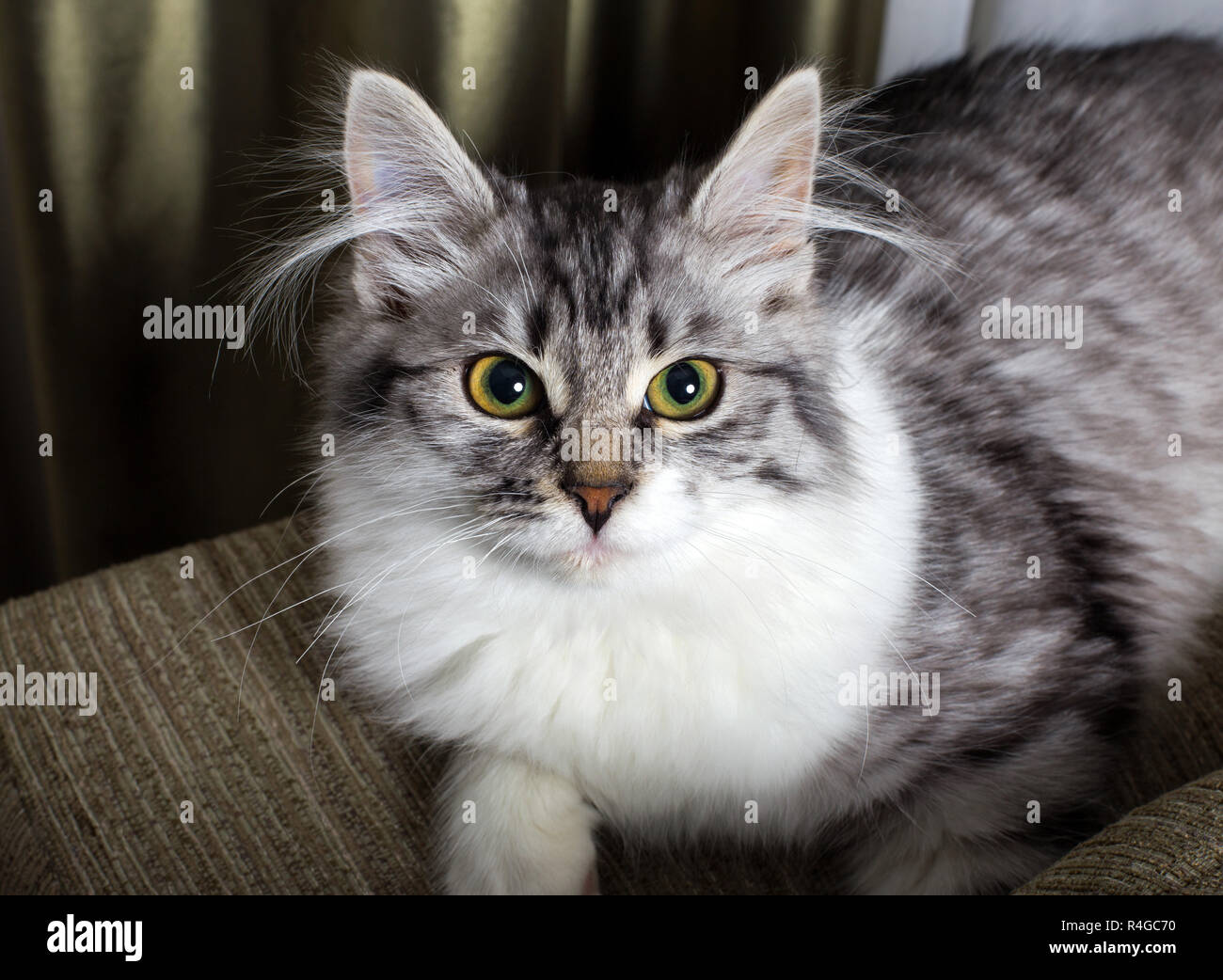 fluffy gray cat Stock Photo - Alamy fluffy gray cat Stock Photo - Alamy
