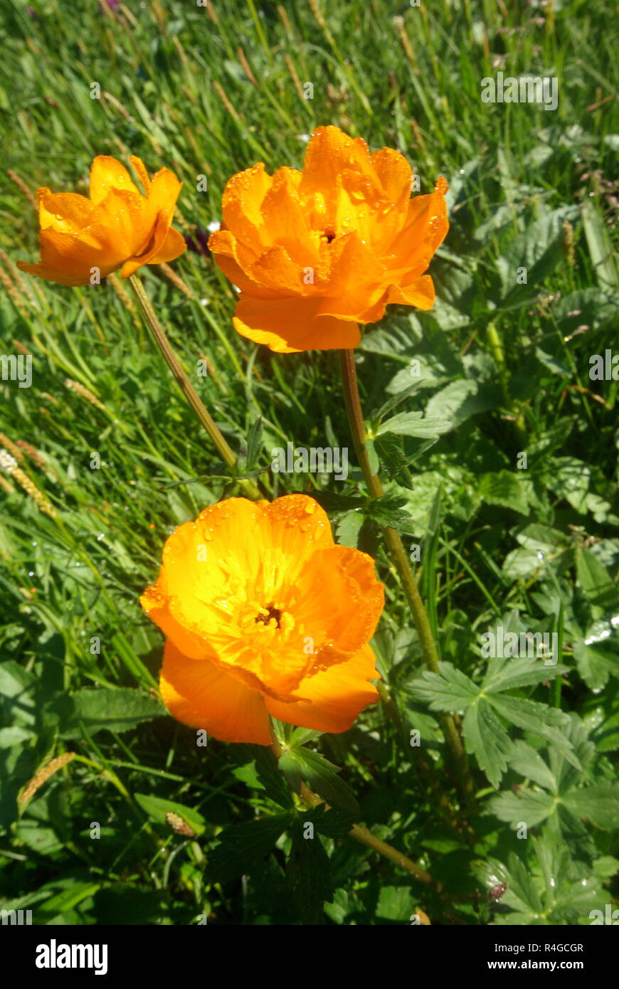 Beautiful mountain flowers. Flora of mountain ranges Stock Photo - Alamy