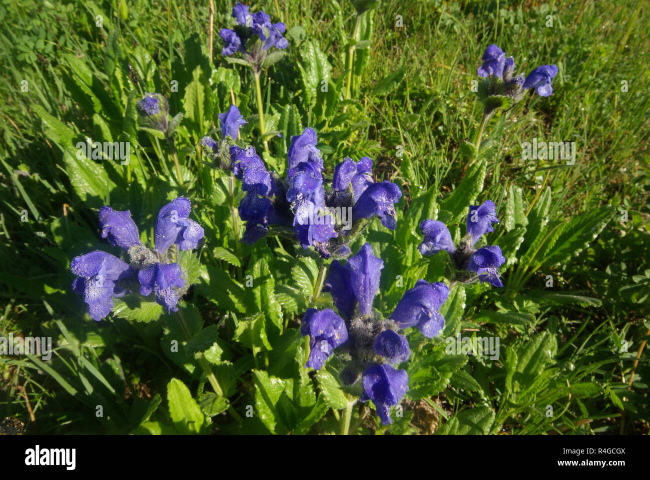 Beautiful mountain flowers. Flora of mountain ranges Stock Photo - Alamy