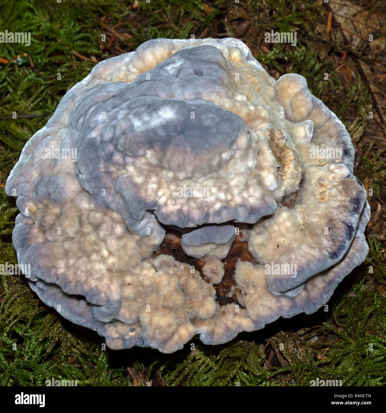 Fuzzy mushroom on pine duff Stock Photo - Alamy