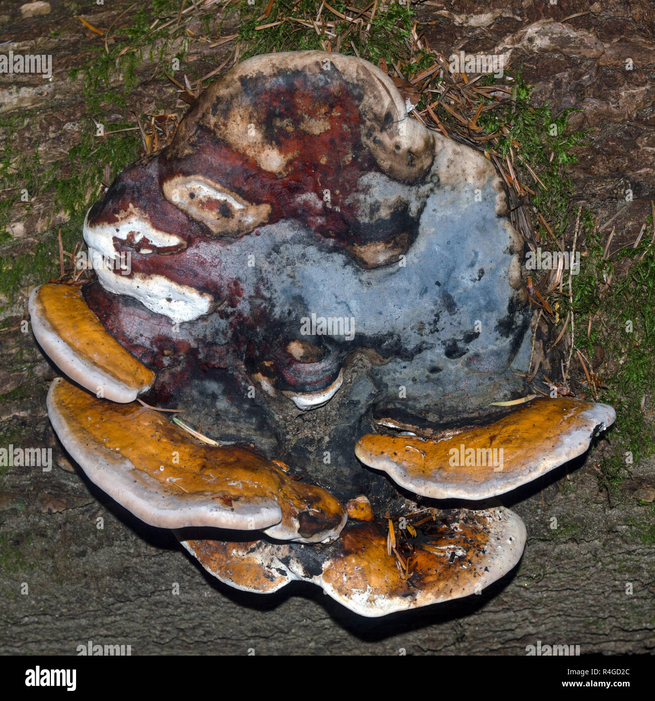 Layered mushroom hi-res stock photography and images - Alamy