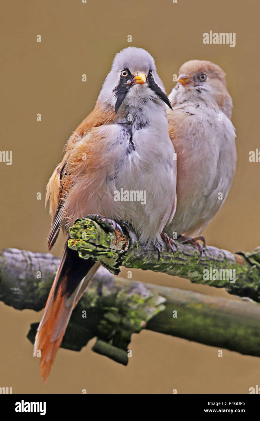 Bearded titmouse hi-res stock photography and images - Alamy