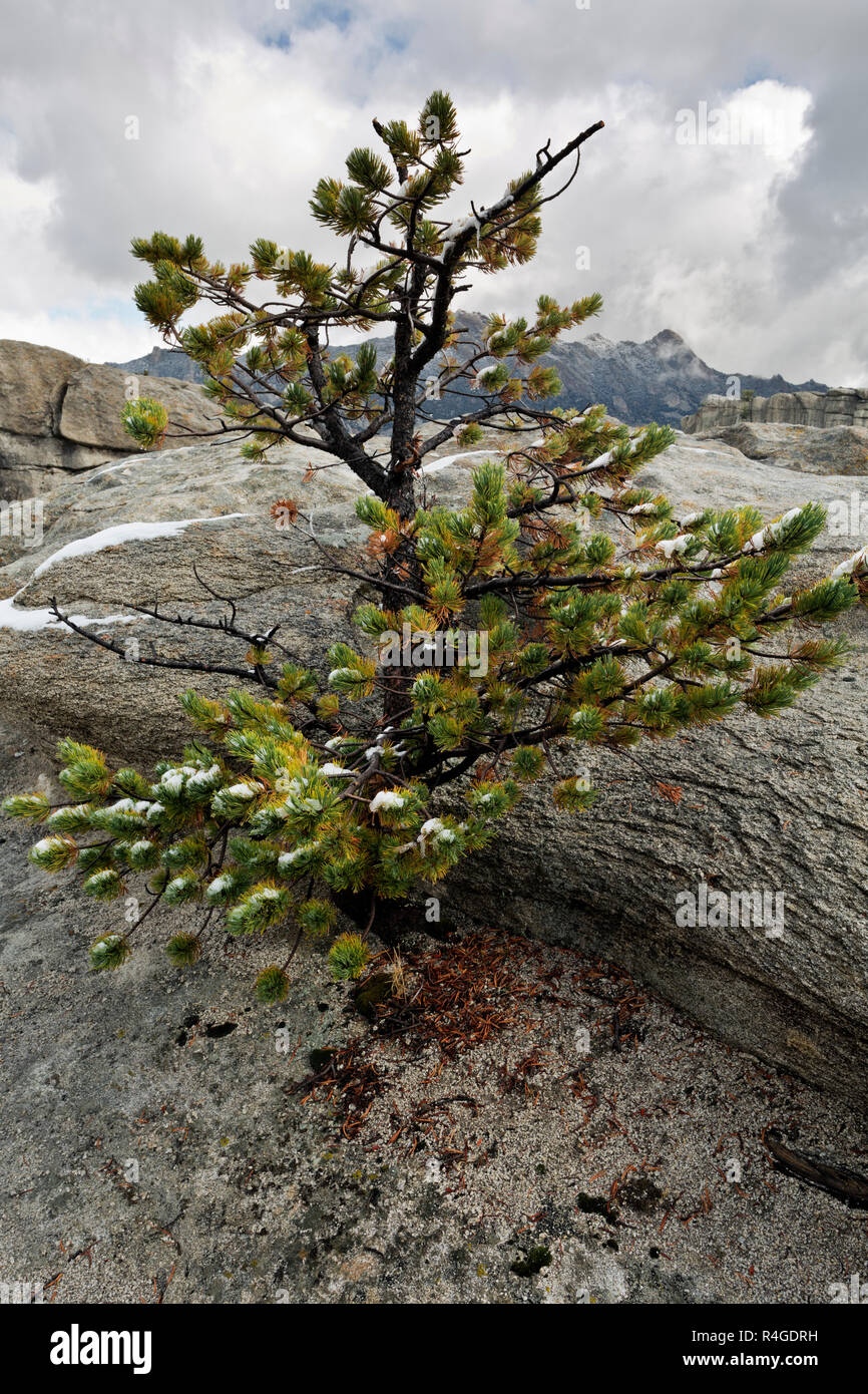 Tree with granite rocks hi-res stock photography and images - Alamy