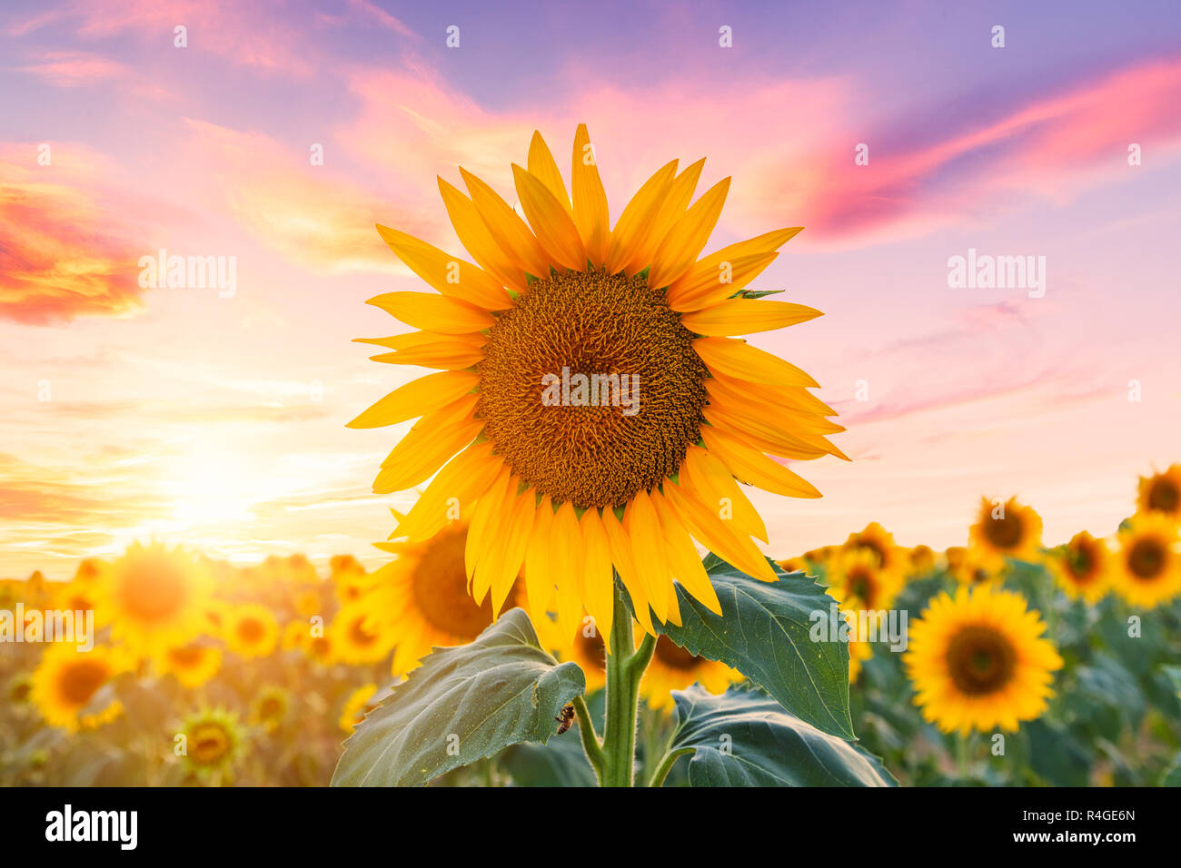 Sunflower field at sunset Stock Photo - Alamy