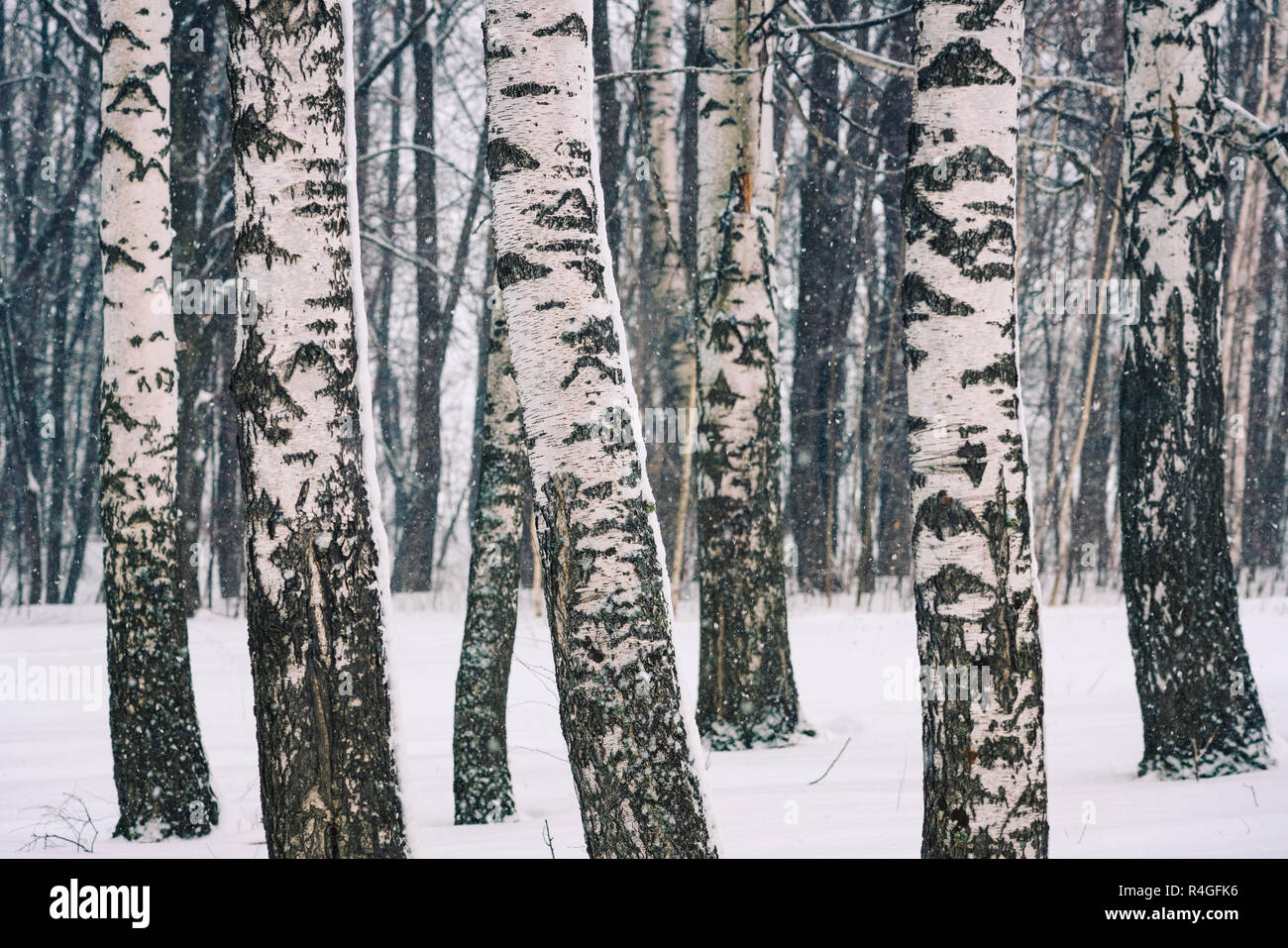 Birch forest at winter Stock Photo - Alamy