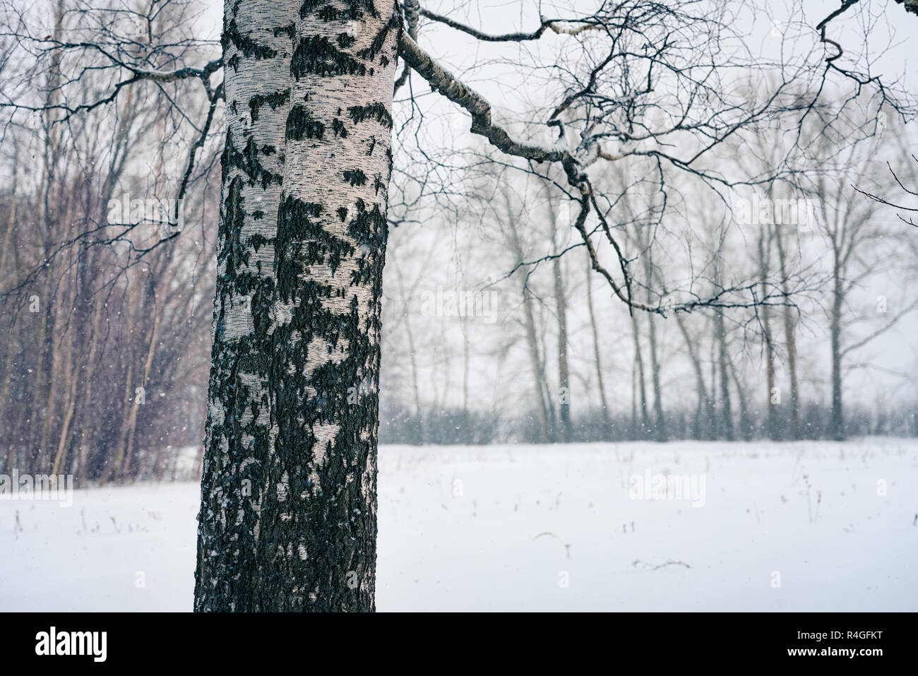 Winter Snow Birch Tree High Resolution Stock Photography and Images - Alamy