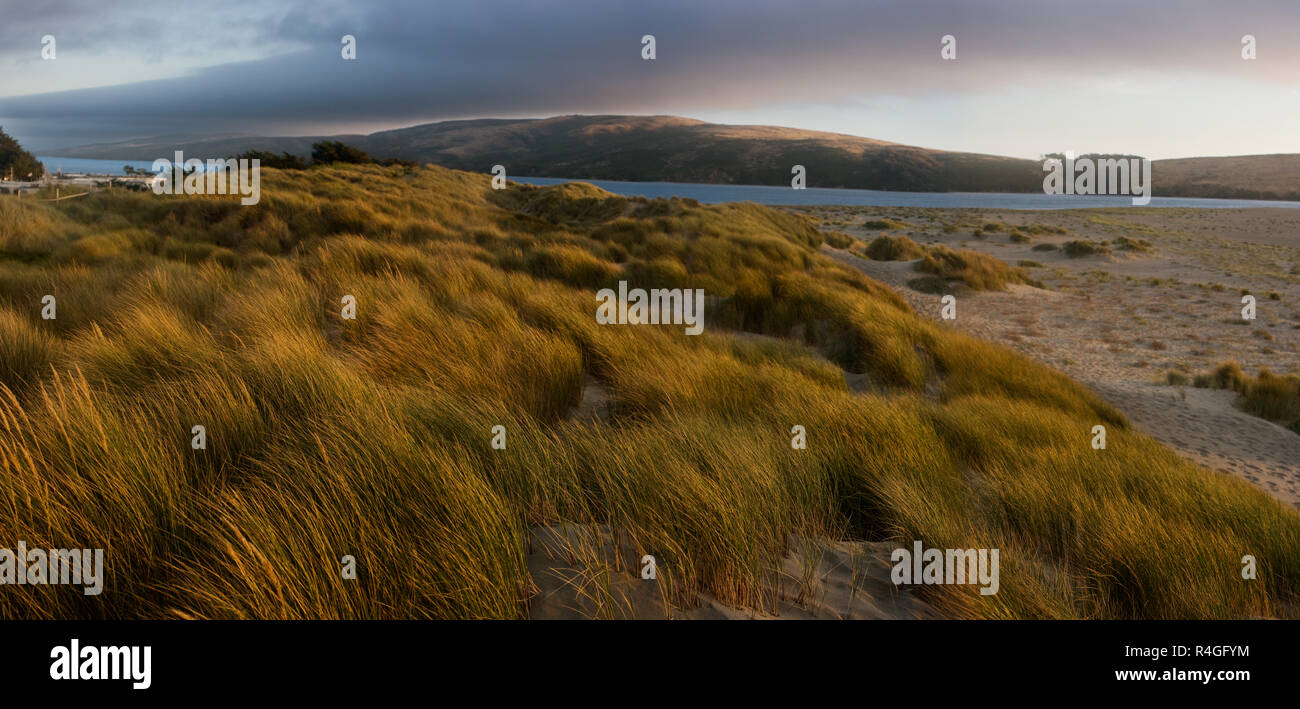 Grassy sand dunes on a remote beach Stock Photo - Alamy