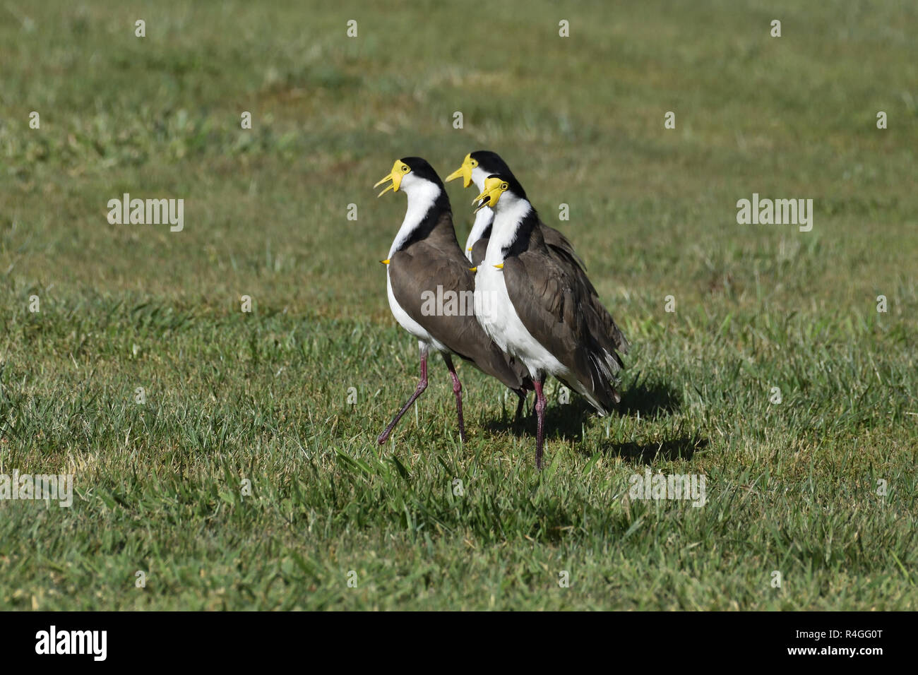 Queensland Masked Lapwings Vanellus Miles High Resolution Stock ...