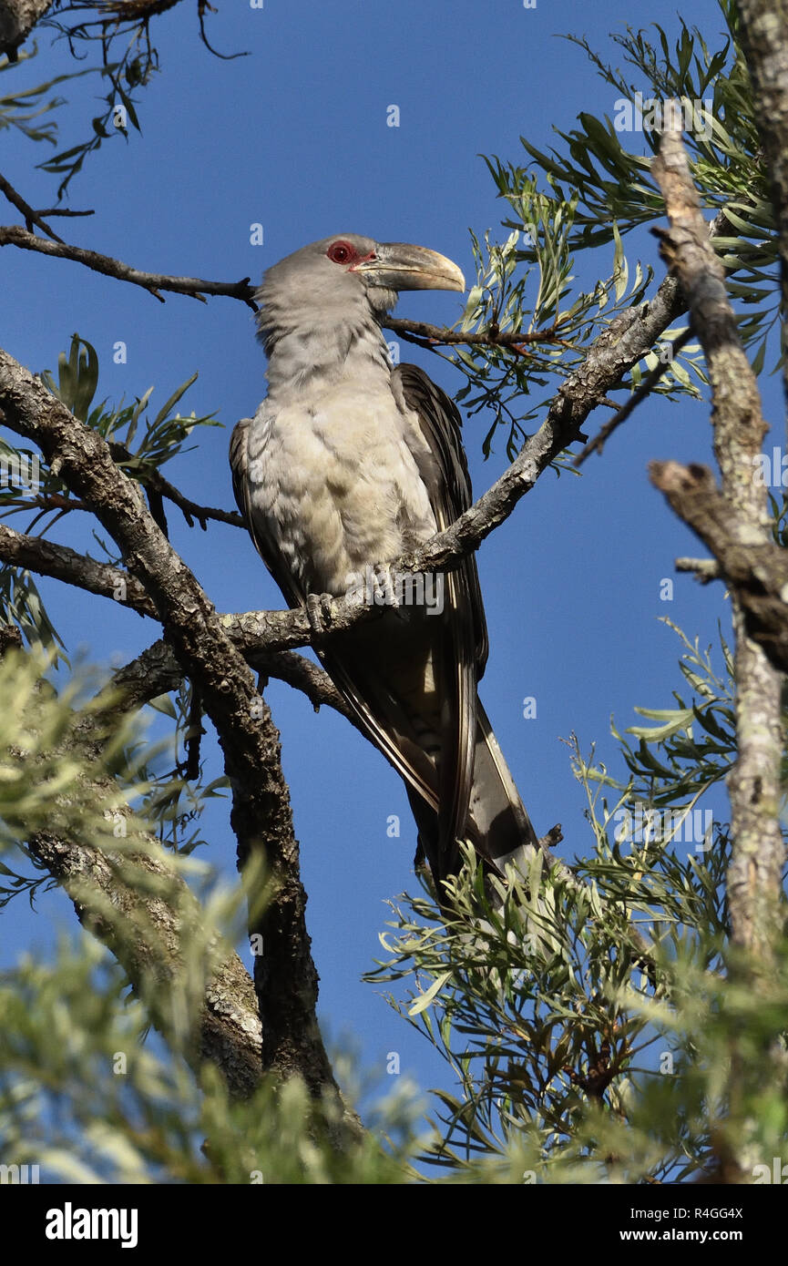 Cuckoo On A Tree High Resolution Stock Photography and Images - Alamy